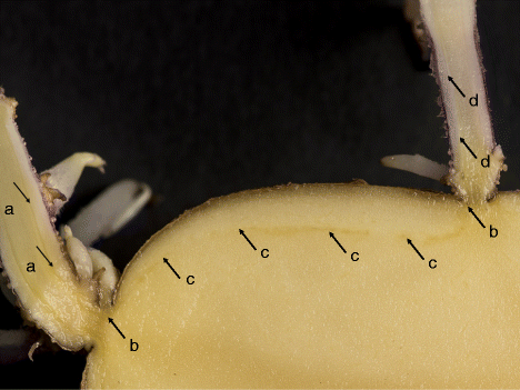 The movement of potato virus Y (PVY) in the vascular system of potato ...