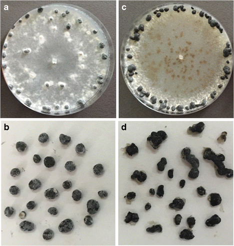 Occurence of sclerotinia stem rot of fenugreek caused by Sclerotinia ...