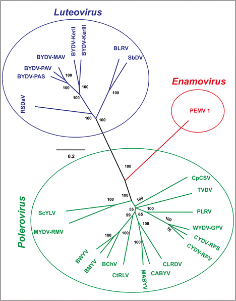 The genus Luteovirus from infection to disease | SpringerLink