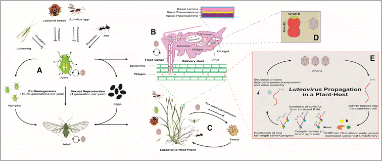 The genus Luteovirus from infection to disease | SpringerLink