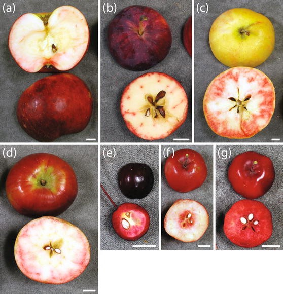 Genetic diversity of red-fleshed apples ( Malus) | SpringerLink