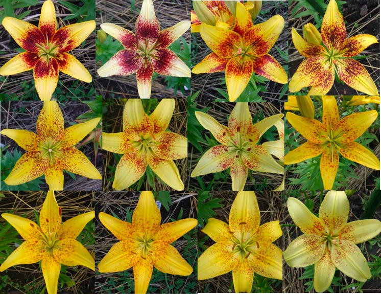 Morphology and heredity of tepal spots in Asiatic and Oriental hybrid ...