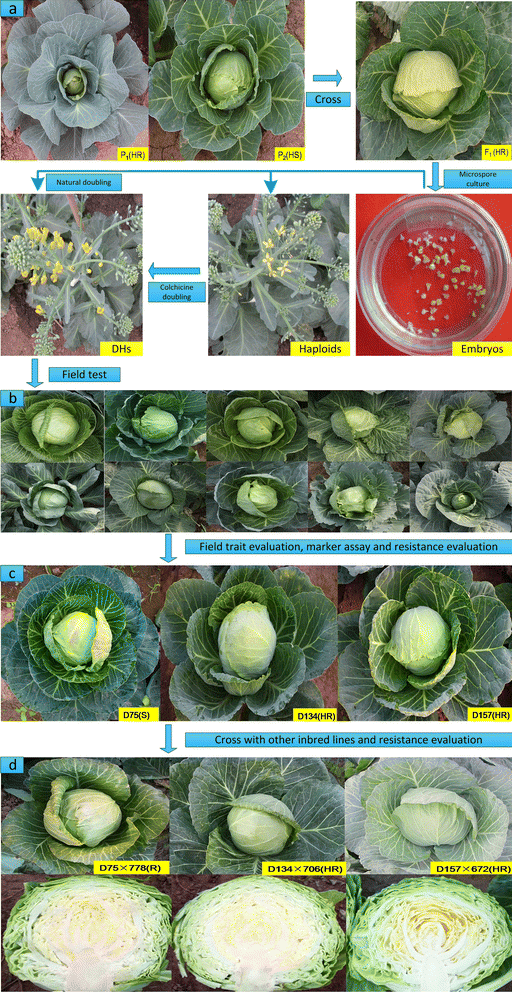 Breeding of cabbage ( Brassica oleracea L. var. capitata) with fusarium ...