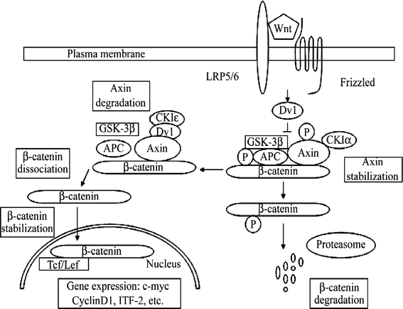 The roles of AXIN2 in tumorigenesis and epigenetic regulation ...