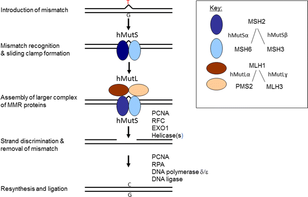 Update on Lynch syndrome genomics | SpringerLink