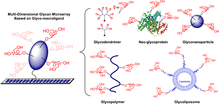Multi-dimensional glycan microarrays with glyco-macroligands | SpringerLink