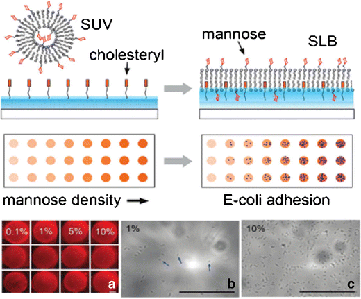 Multi-dimensional glycan microarrays with glyco-macroligands | SpringerLink
