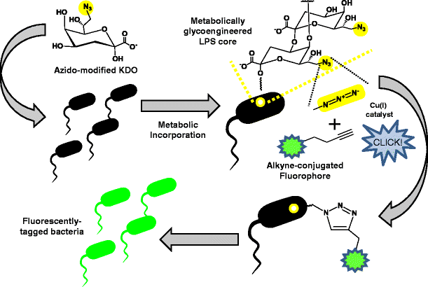 Metabolic glycoengineering bacteria for therapeutic, recombinant ...