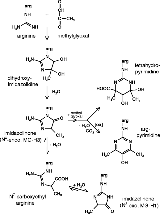 Pathways of the Maillard reaction under physiological conditions ...