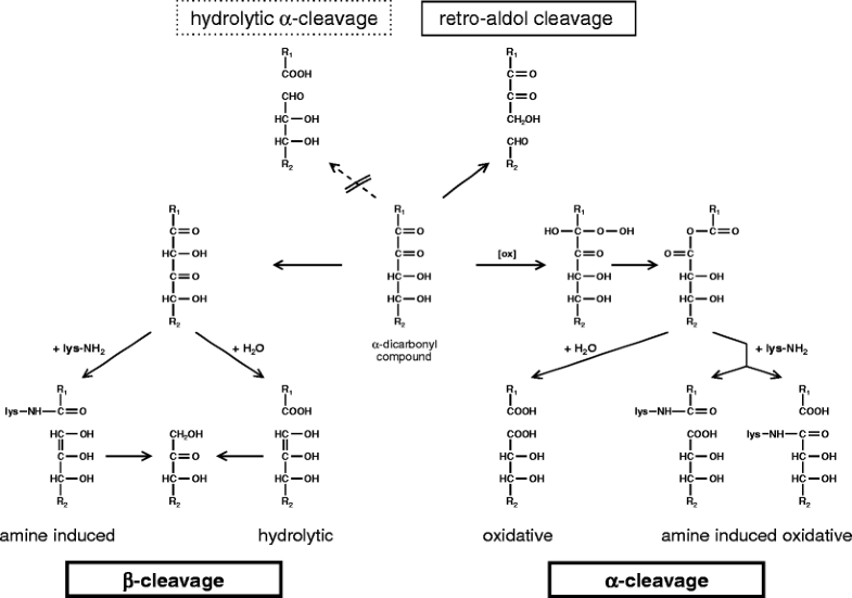 Pathways of the Maillard reaction under physiological conditions ...