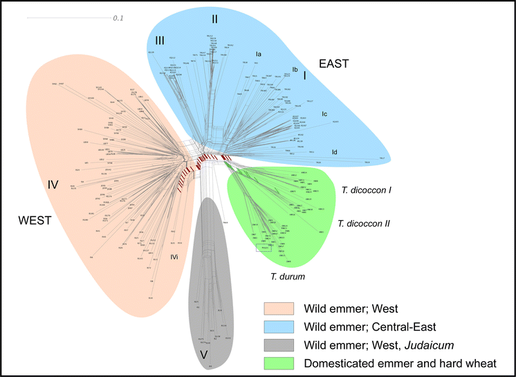 Geographic distribution and domestication of wild emmer wheat ...