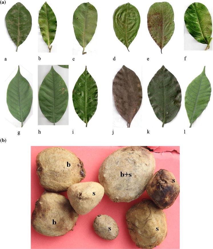 Morphological characterization of African bush mango trees ( Irvingia ...