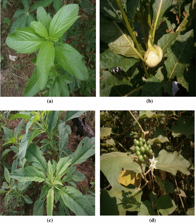 Promoting competitiveness of neglected and underutilized crop species ...