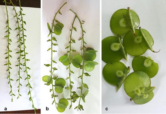 The Pacific yam ( Dioscorea nummularia Lam.), an under-exploited tuber ...