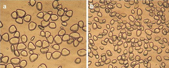 The Pacific yam ( Dioscorea nummularia Lam.), an under-exploited tuber ...