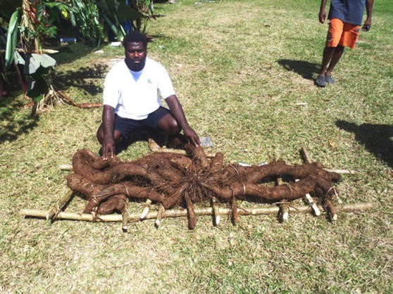 The Pacific yam ( Dioscorea nummularia Lam.), an under-exploited tuber ...