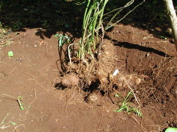 The Pacific yam ( Dioscorea nummularia Lam.), an under-exploited tuber ...