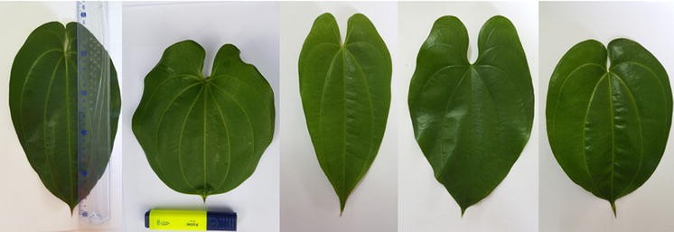 The Pacific yam ( Dioscorea nummularia Lam.), an under-exploited tuber ...