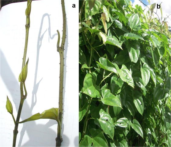 The Pacific yam ( Dioscorea nummularia Lam.), an under-exploited tuber ...
