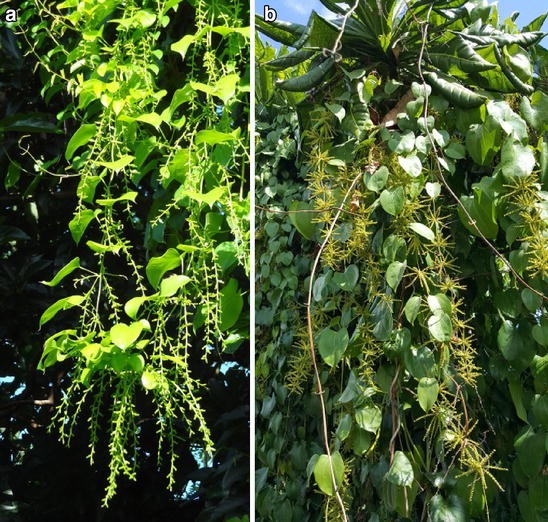 The Pacific yam ( Dioscorea nummularia Lam.), an under-exploited tuber ...