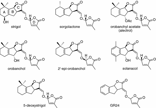 Production of Strigolactones by Arabidopsis thaliana responsible for ...