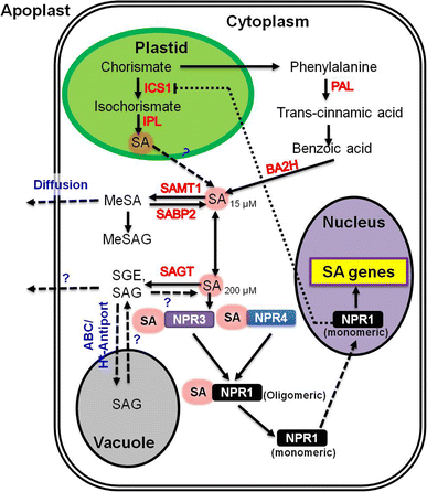 Salicylic acid in plant salinity stress signalling and tolerance ...