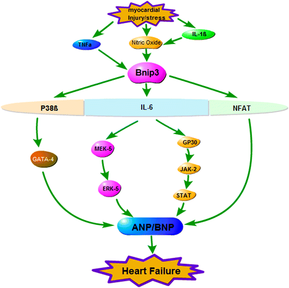 Targeting BNIP3 in inflammation-mediated heart failure: a novel concept ...