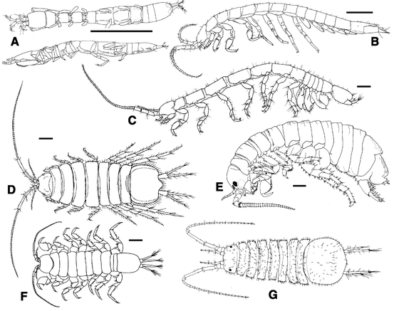 Global diversity of Isopod crustaceans (Crustacea; Isopoda) in ...