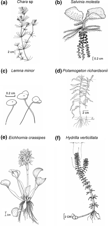 Global Diversity Of Aquatic Macrophytes In Freshwater Springerlink
