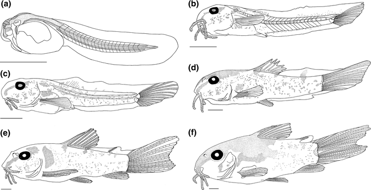 Early development and allometric growth in the armoured catfish ...