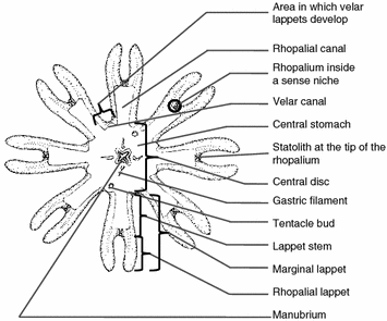 Identification key for young ephyrae: a first step for early detection ...
