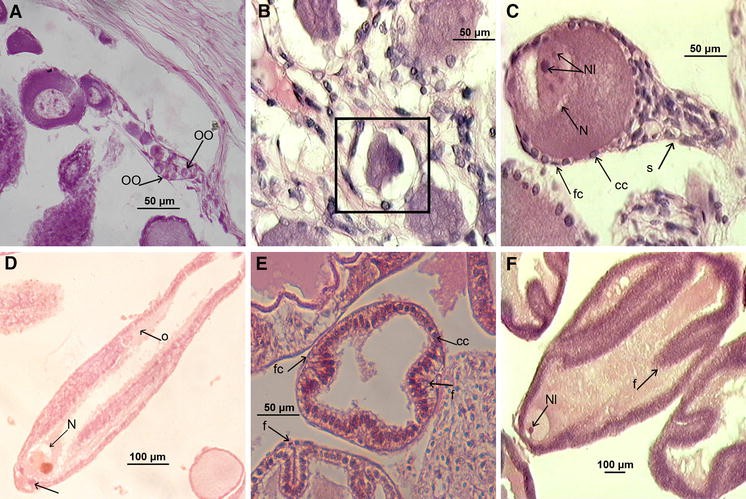 Contrasting macroscopic maturity staging with histological ...
