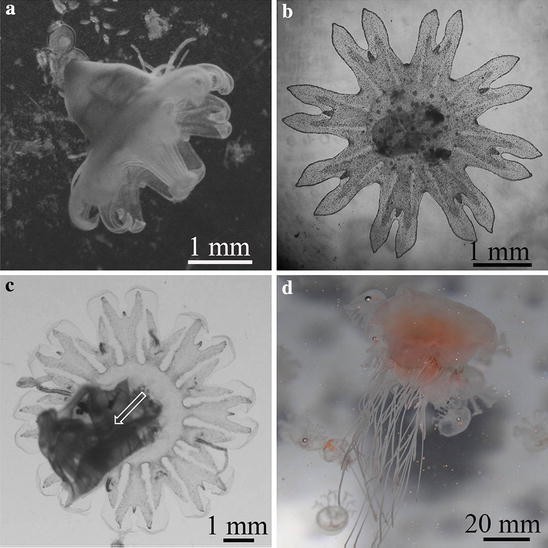 A large-scale breeding experiment and observations on development of ...
