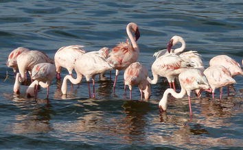 Food algae for Lesser Flamingos: a stocktaking | SpringerLink