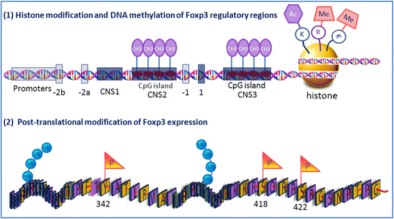 Foxp3, Regulatory T Cell, and Autoimmune Diseases | SpringerLink