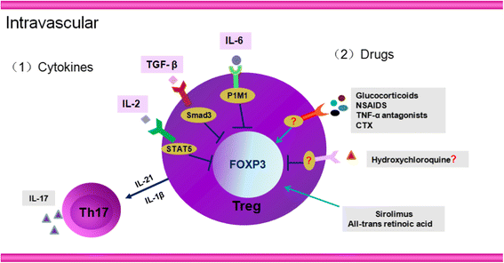 Foxp3, Regulatory T Cell, and Autoimmune Diseases | SpringerLink