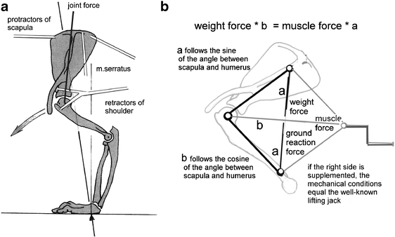Functional Analysis of the Primate Shoulder | SpringerLink