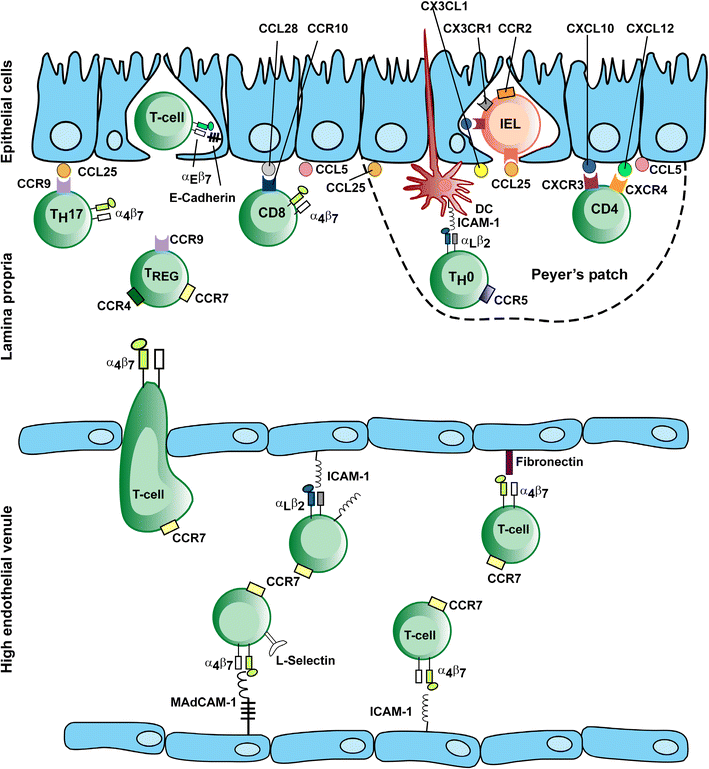 Targeting leukocyte migration and adhesion in Crohn’s disease and ...