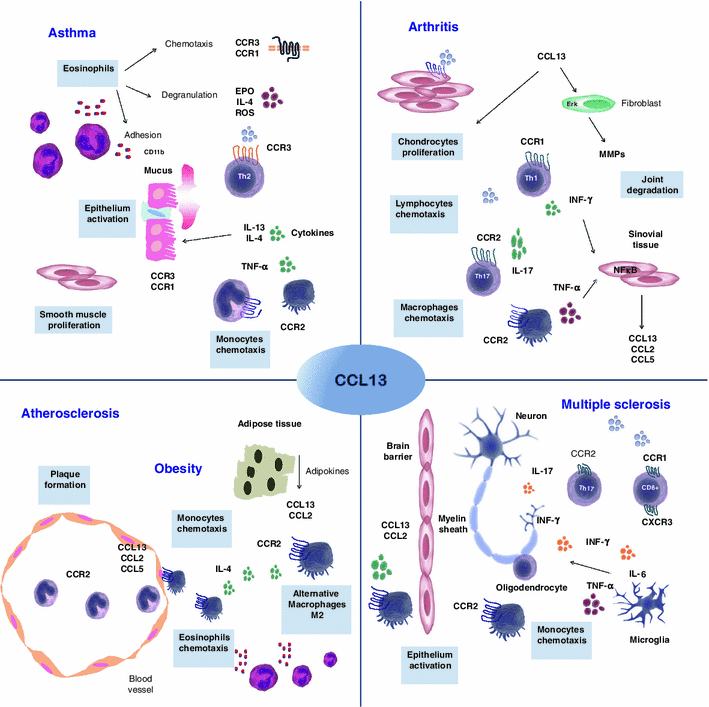 The multiple faces of CCL13 in immunity and inflammation | SpringerLink