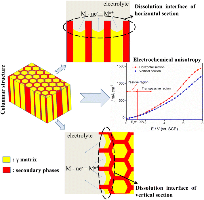Columnar structure and electrochemical anisotropy of a nickel-based ...