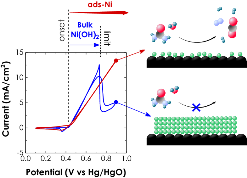 Expansion of the urea electrocatalytic oxidation window by adsorbed ...