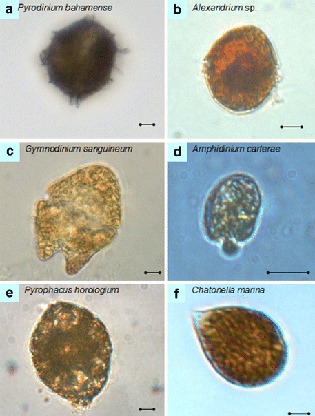 Exploring the potential of clay in mitigating Pyrodinium bahamense var ...