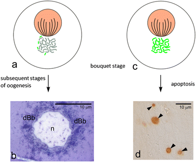 Selection of mitochondria in female germline cells: is Balbiani body ...
