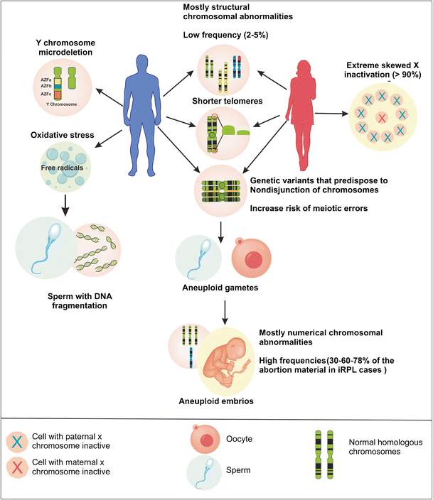Genetic and epigenetic variations associated with idiopathic recurrent ...