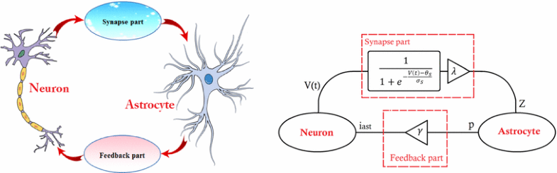 An analog astrocyte–neuron interaction circuit for neuromorphic applications | SpringerLink