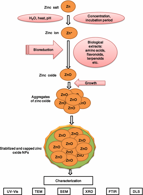 Zinc oxide nanoparticles: a review of their biological synthesis, antimicrobial activity, uptake ...