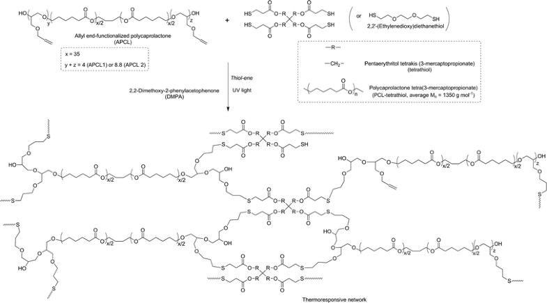 Poly(ε-caprolactone) networks with tunable thermoresponsive shape ...
