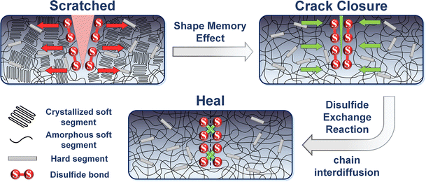 Shape memory-assisted self-healing polyurethane inspired by a suture ...