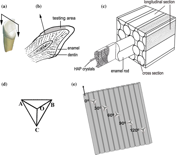 The mechanical anisotropy on a longitudinal section of human enamel ...
