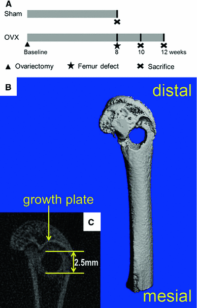 Porous CaP/silk composite scaffolds to repair femur defects in an ...